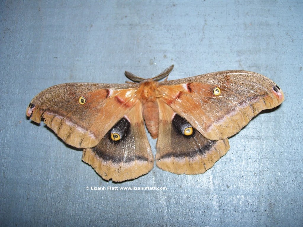 Mythic Moth – Lizann Flatt